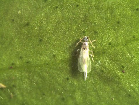 Delottococcus aberiae en cítricos - Cotonet de África en cítricos