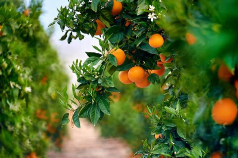 Piojo rojo de California - qué es y cómo controlarlo